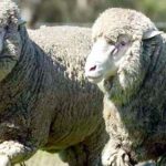 Polwarth Sheep Breeders Association of Australia