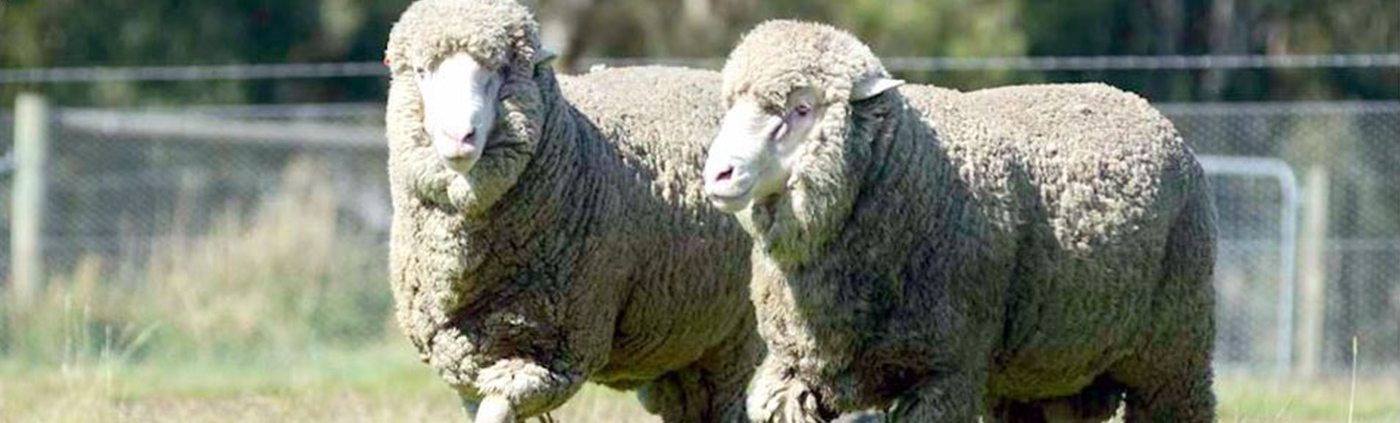 Polwarth Sheep Breeders Association of Australia